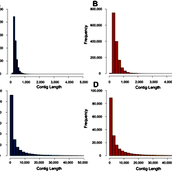 Genomic contig sizes based on various assembly strategies.