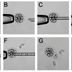 Biopsy of compact morula-stage embryos.