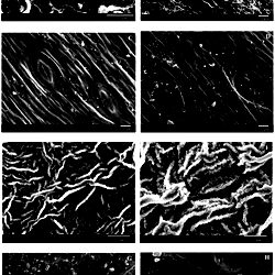 Scanning electron microscope images of the adaxial (A, C, E, G) and ...