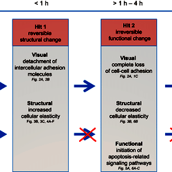 Two-Hit hypothesis for antibody-mediated damage in the skin.
