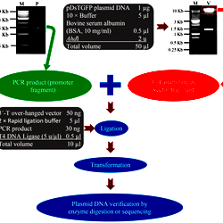Direct PCR cloning to generate a promoter::GFP cassette.