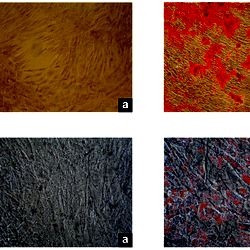 Ad-MSC characterization.