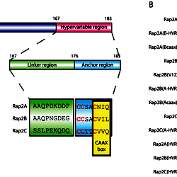 General structure of the Rap2 proteins and constructs used in this study.
