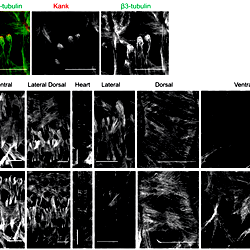 Deletion of kank did not affect muscle cell morphology or microtubule ...