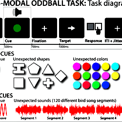 Cross-modal oddball task diagram.