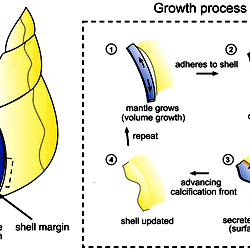 Schematic of shell growth.