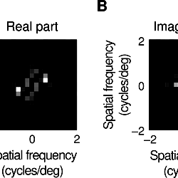 A model for the origin and development of visual orientation ...