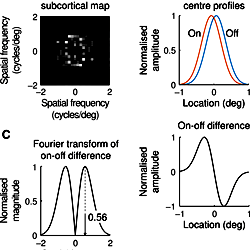 A model for the origin and development of visual orientation ...