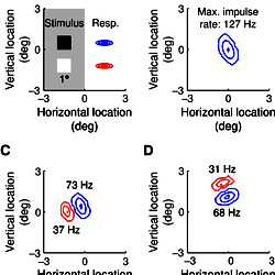 A model for the origin and development of visual orientation ...