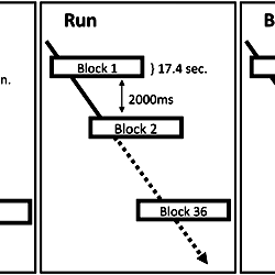 Block design of the fMRI experiment.