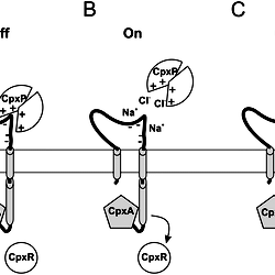 Model depicting CpxP-dependent signal integration by the Cpx-two ...
