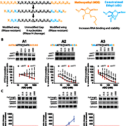 ASO screen at 4 SNPs using two different cEt motifs.