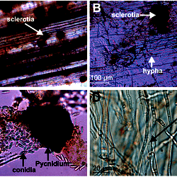 Morphological characteristics of M. phaseolina.