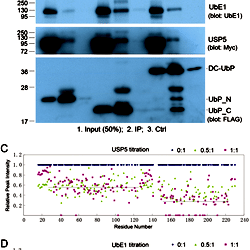 Confirmation of the interaction between DC-UbP and USP5 or UbE1.
