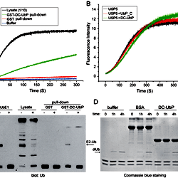 Effects of DC-UbP binding on the catalytic activities of UbE1 and USP5.