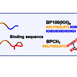 Schematic representation of CPP-FP/Citrine complexes formation.