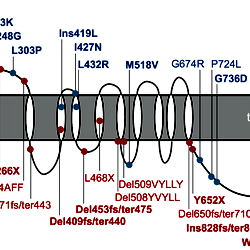 A schematic presentation of mutations affecting the WFS1 protein.
