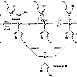 The possible mechanism for guaiacol reaction with H2O2 catalyzed by the ...
