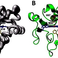 3D solution structures of cyt c Y67H variant.