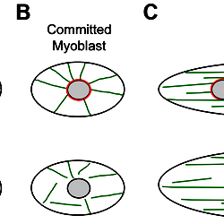 Schematic model of nuclear positioning and microtubule connections ...