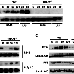 R848 mediated IRF3 activation, but not IκBα degradation, is abolished ...
