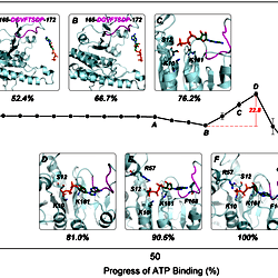The energy landscape of ATP binding to the substrate ATP-binding site ...