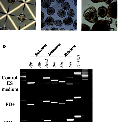 Embryoid body (EB) formation and differentiation of C57BL/6 ntES cells ...