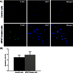 Cell apoptosis assay.