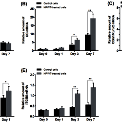 Real-time RT-PCR analysis.