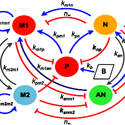 Model schematic.