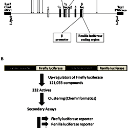 Schematic diagrams of the β-YAC construct and HTS work flow.