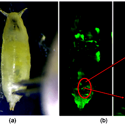 Photos of drosophila invasive ECG recording.