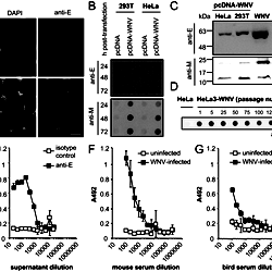 Expression of WNV proteins encoded by plasmid pcDNA-WNV.