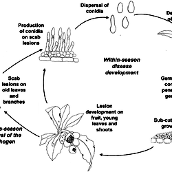 Disease cycle of loquat scab caused by Fusicladium eriobotryae.