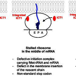 A model for the functions of ICT1 depicting the three scenarios ...