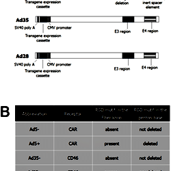 Schematic diagram and abbreviation of Ad5, Ad35 and Ad28.