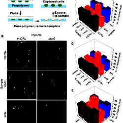 Cell-imprinting reveals altered cell surface and reduced surface ...
