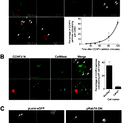 CCHFV localizes to and redistributes MVBs during infection.