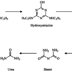 Proposed pathway for degradation of atrazine by strain HB-6.