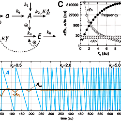 A limit-cycle model of controller motif 2 using autocatalysis as an ...