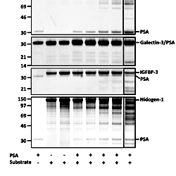 Cleavage of protein substrates by PSA.