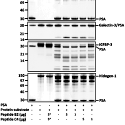 The effect of peptides on the proteolytic cleavage of different protein ...