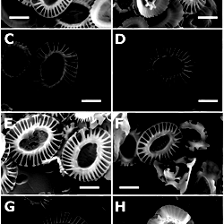 Images of typical coccoliths from each strain.