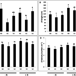 Variation in adventitious root number (A), first order lateral root ...