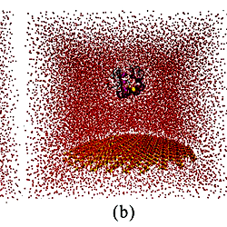 The molecular dynamics simulation box of SNPs and enzymes with water.