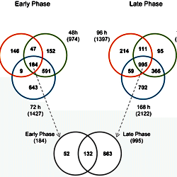 Venn diagrams showing overlap of DEGs between different time points.