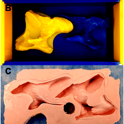 Gold standard model preparation.