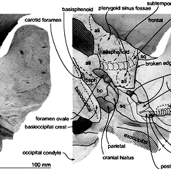 Details of left basicranium of the type skull, OM GL 421, Otekaikea ...
