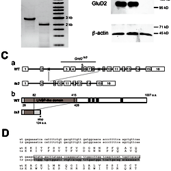 Identification of the ts3 mutation in the grid2 gene.