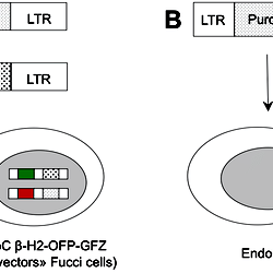 Generation of human beta Fucci cell lines.